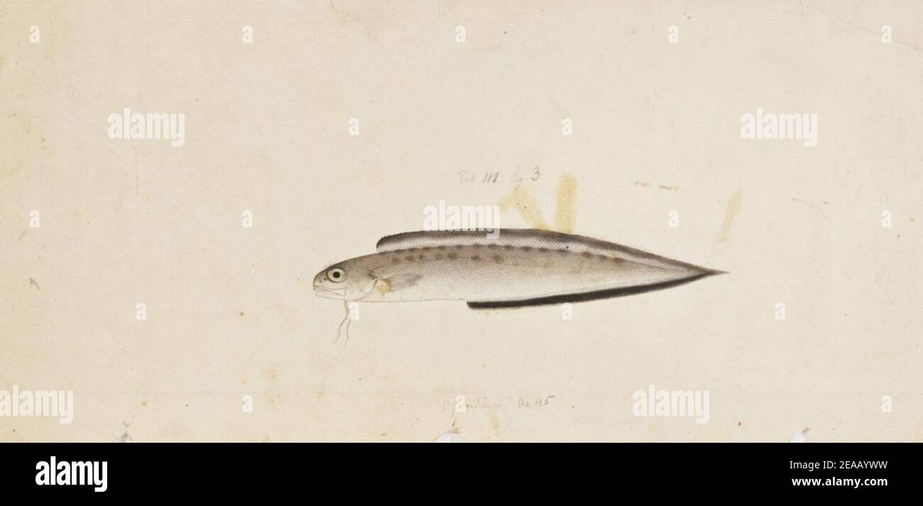 .156 - Sirembo imberbis (Temminck and Schlegel) - Kawahara Keiga - 1823 ...