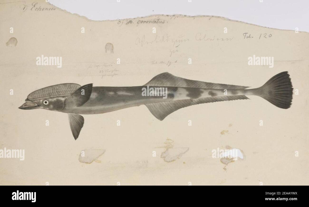 .163 - Echeneis naucrates Linnaeus - Kawahara Keiga - 1823 - 1829 ...