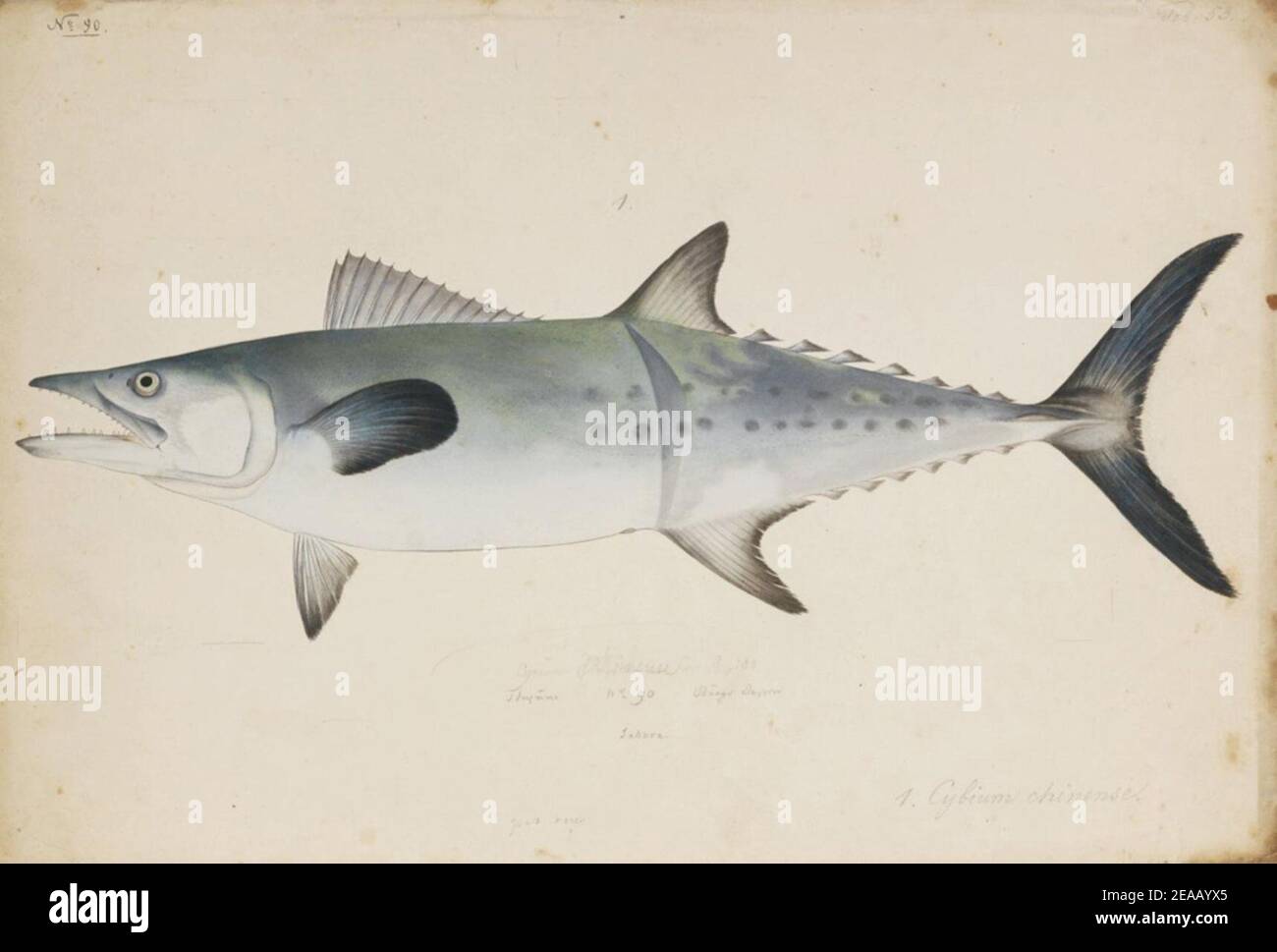.191 - Scomberomorus sinensis (Lacépède) - Kawahara Keiga - 1823 - 1829 ...