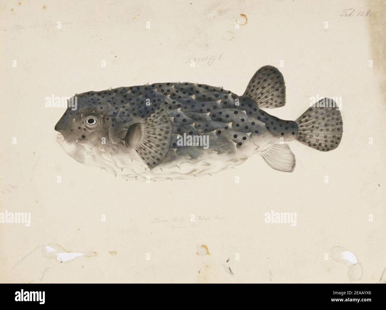 .176 - Chilomycterus affinis Gunter - Kawahara Keiga - 1823 - 1829 ...