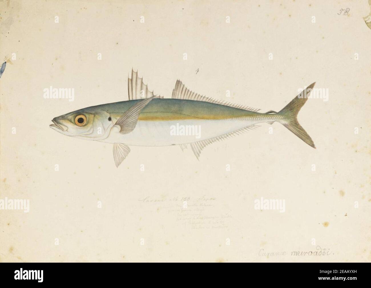 .571 - Decapterus maruadsi (Temminck and Schlegel) - Kawahara Keiga ...