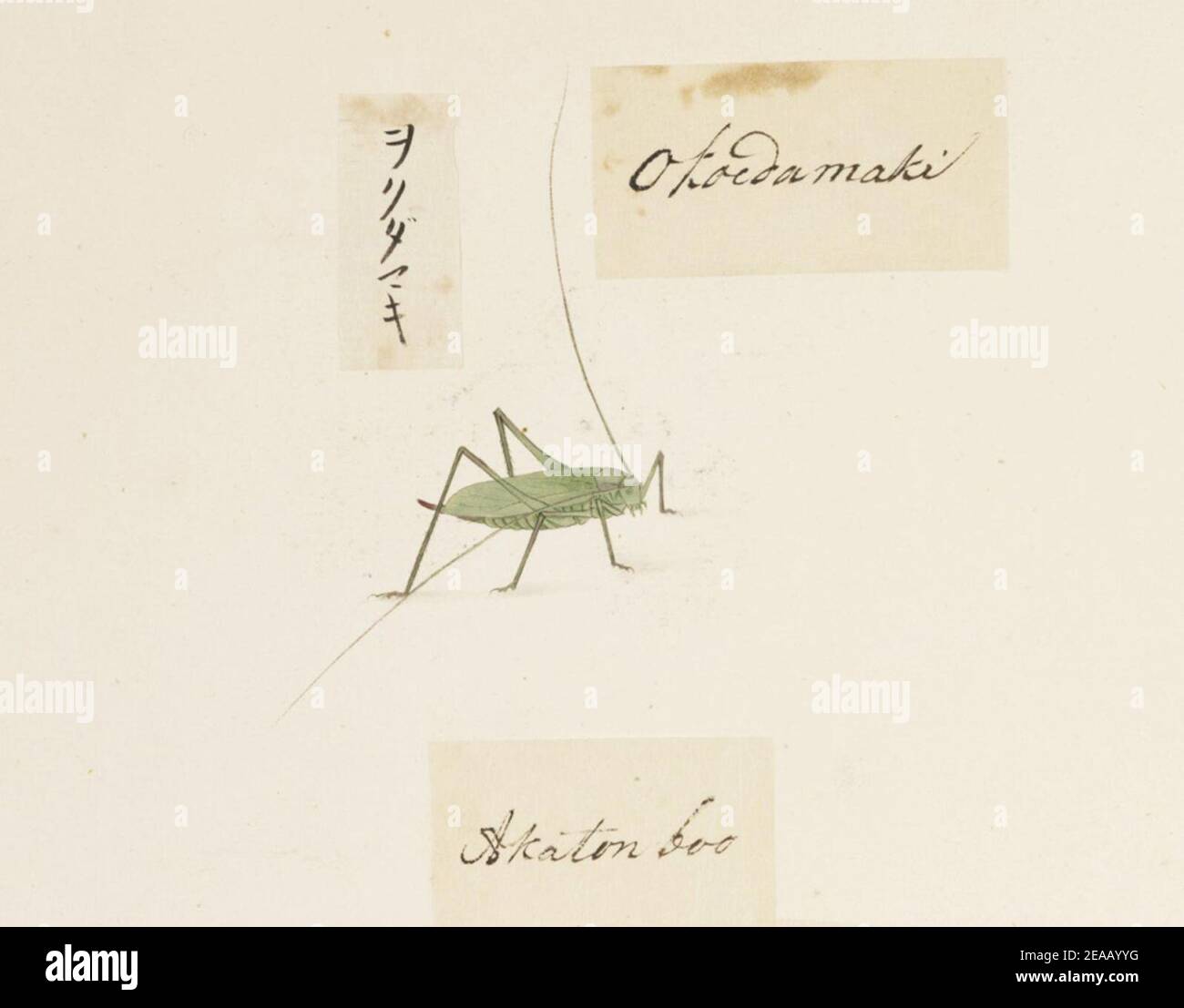 Hexacentrus hi-res stock photography and images - Alamy