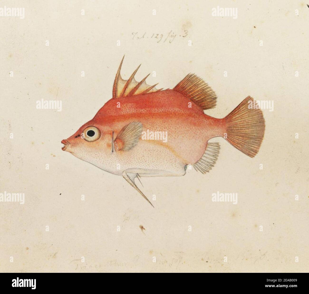 .180 - Triacanthus anomalus (Temminck and Schlegel) - Kawahara Keiga ...