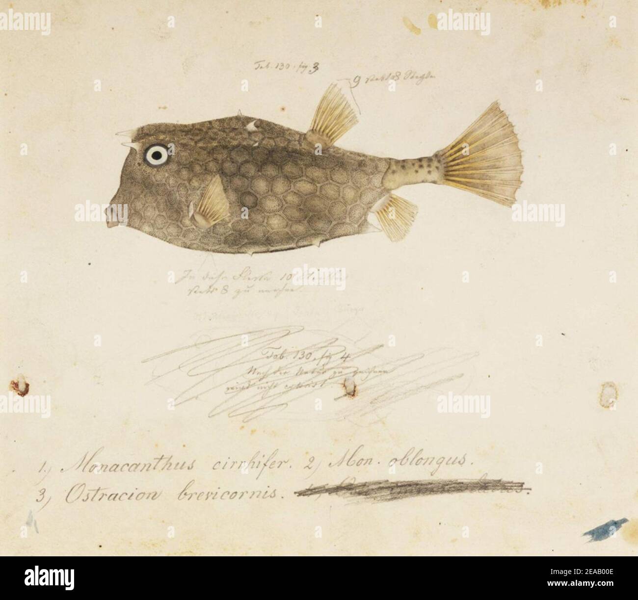 .182 - Lactoria diaphanus (Bloch and Schneider) - Kawahara Keiga - 1823 ...