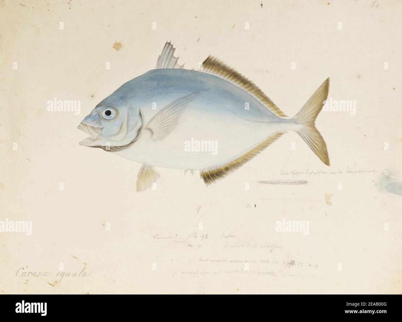 .580 - Kaiwarinus equula (Temminck and Schlegel) - Kawahara Keiga ...