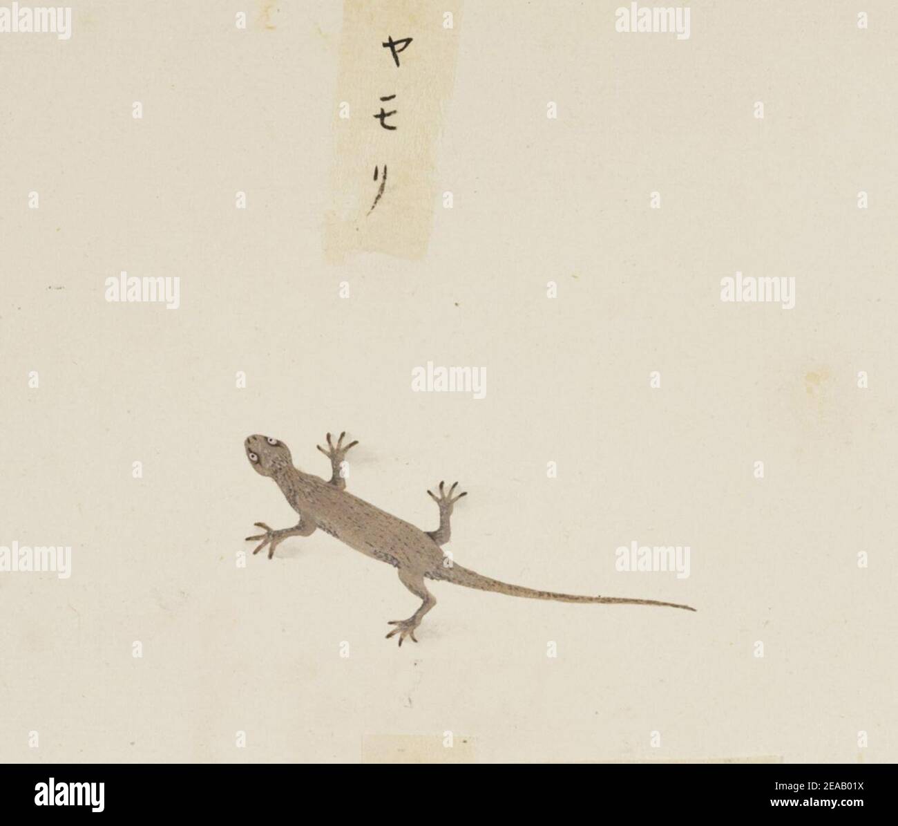 .602 - Gekko japonicus - Kawahara Keiga - 1823 - 1829 - pencil drawing ...