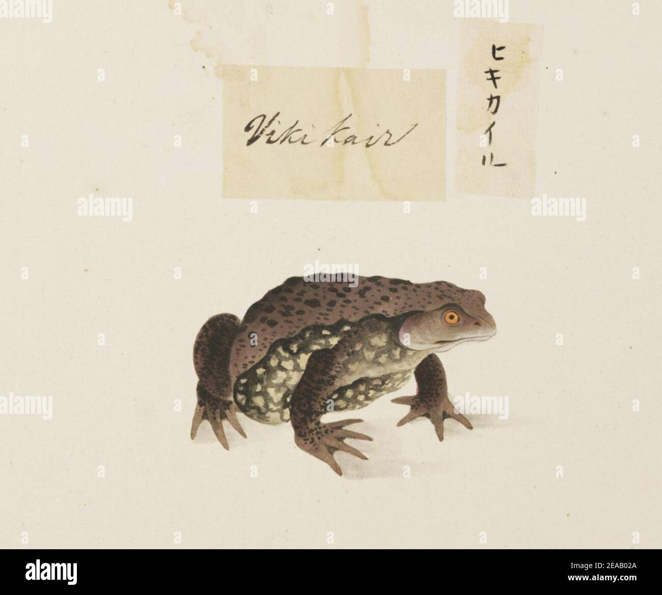 Bufo japonicus hi-res stock photography and images - Alamy
