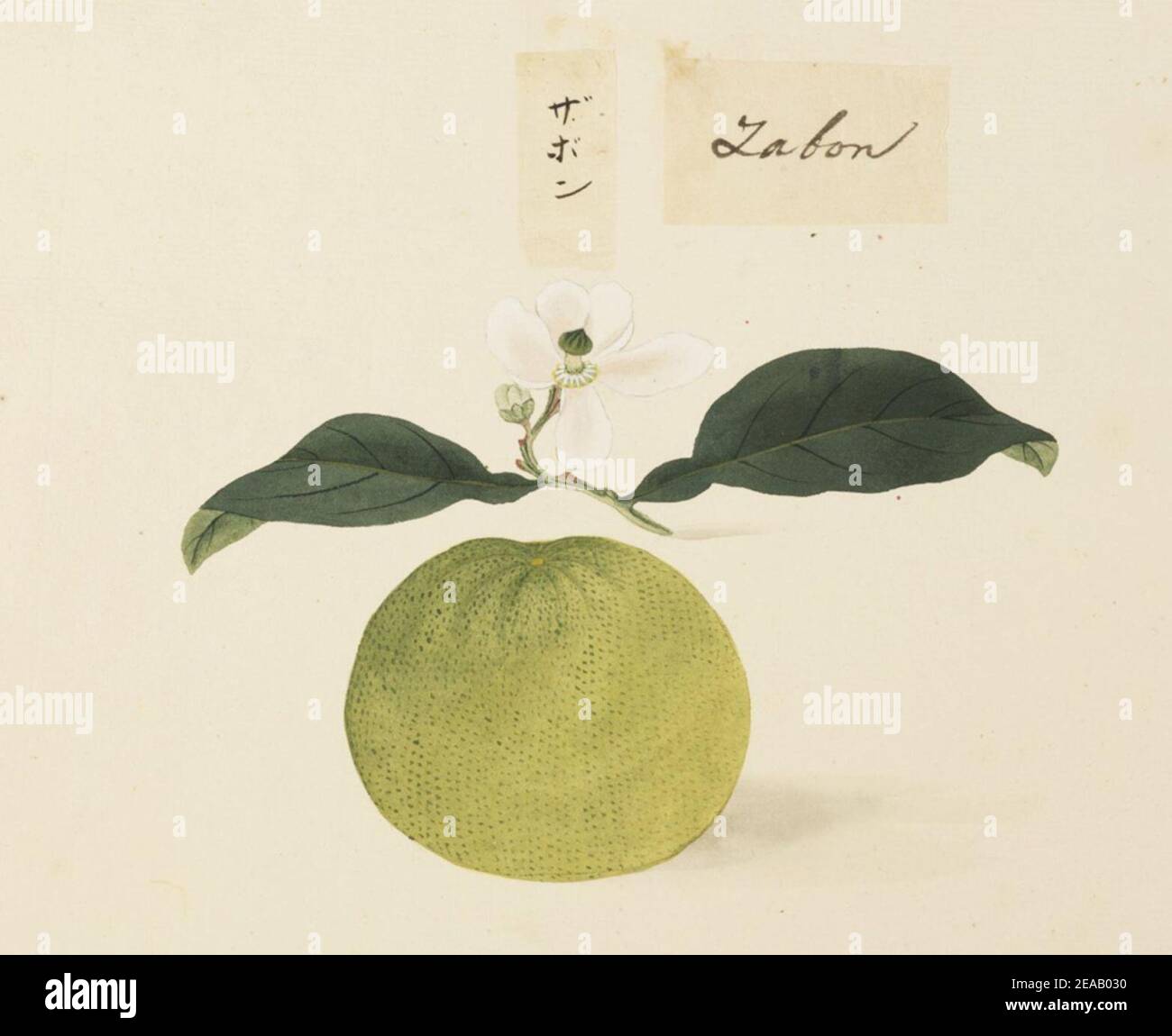 .627 - Citrus grandis, Citrus maxima - Kawahara Keiga - 1823 - 1829 ...