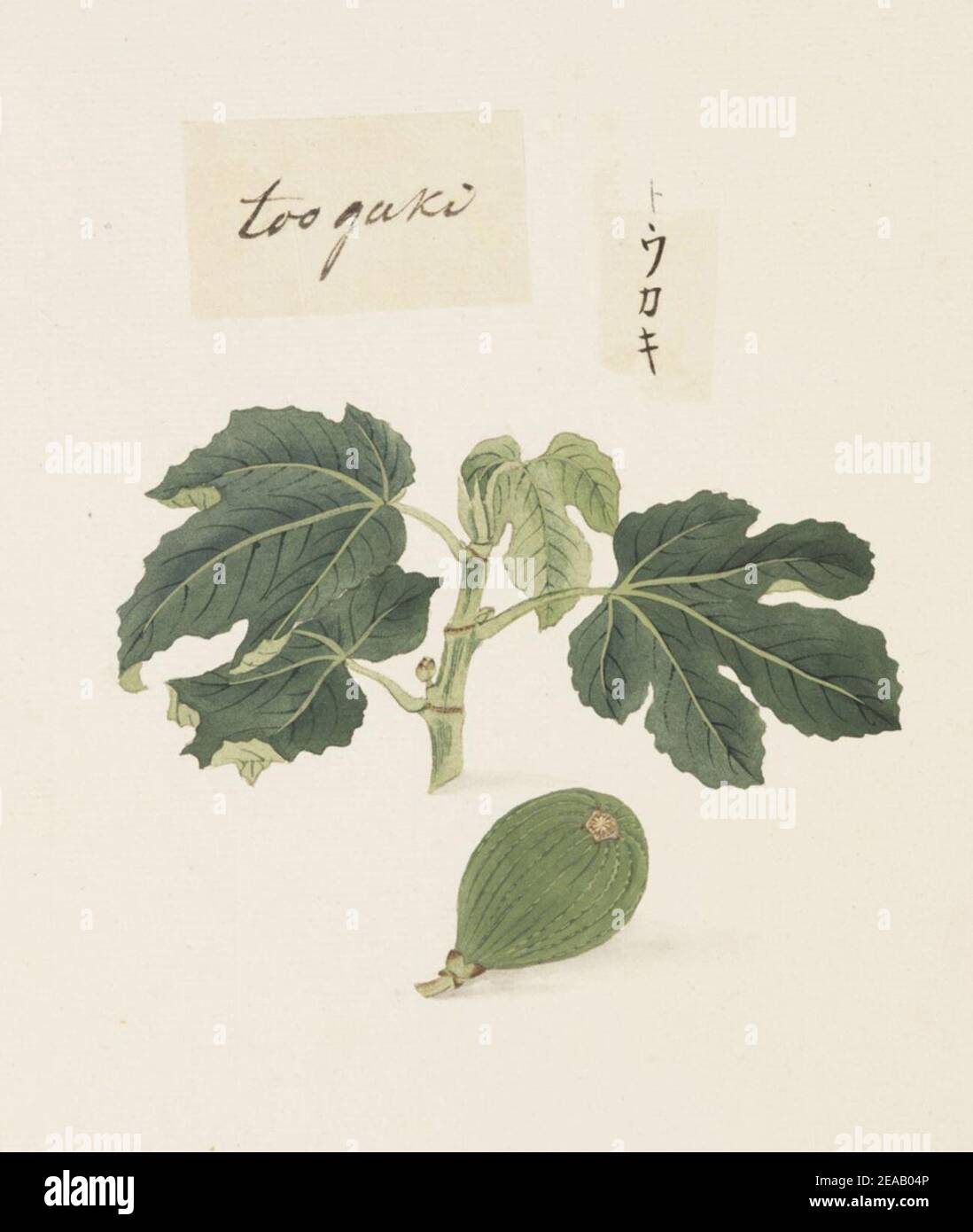 .639 - Ficus carica - Kawahara Keiga - 1823 - 1829 - pencil drawing ...
