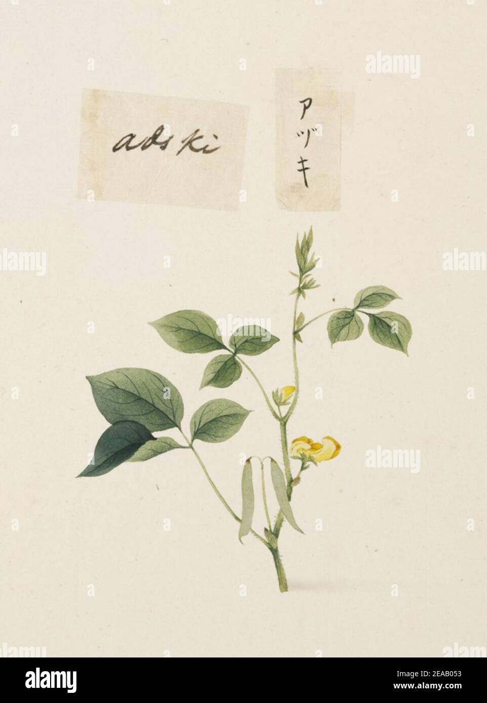 .651 - Vigna angularis - Kawahara Keiga - 1823 - 1829 - pencil drawing ...