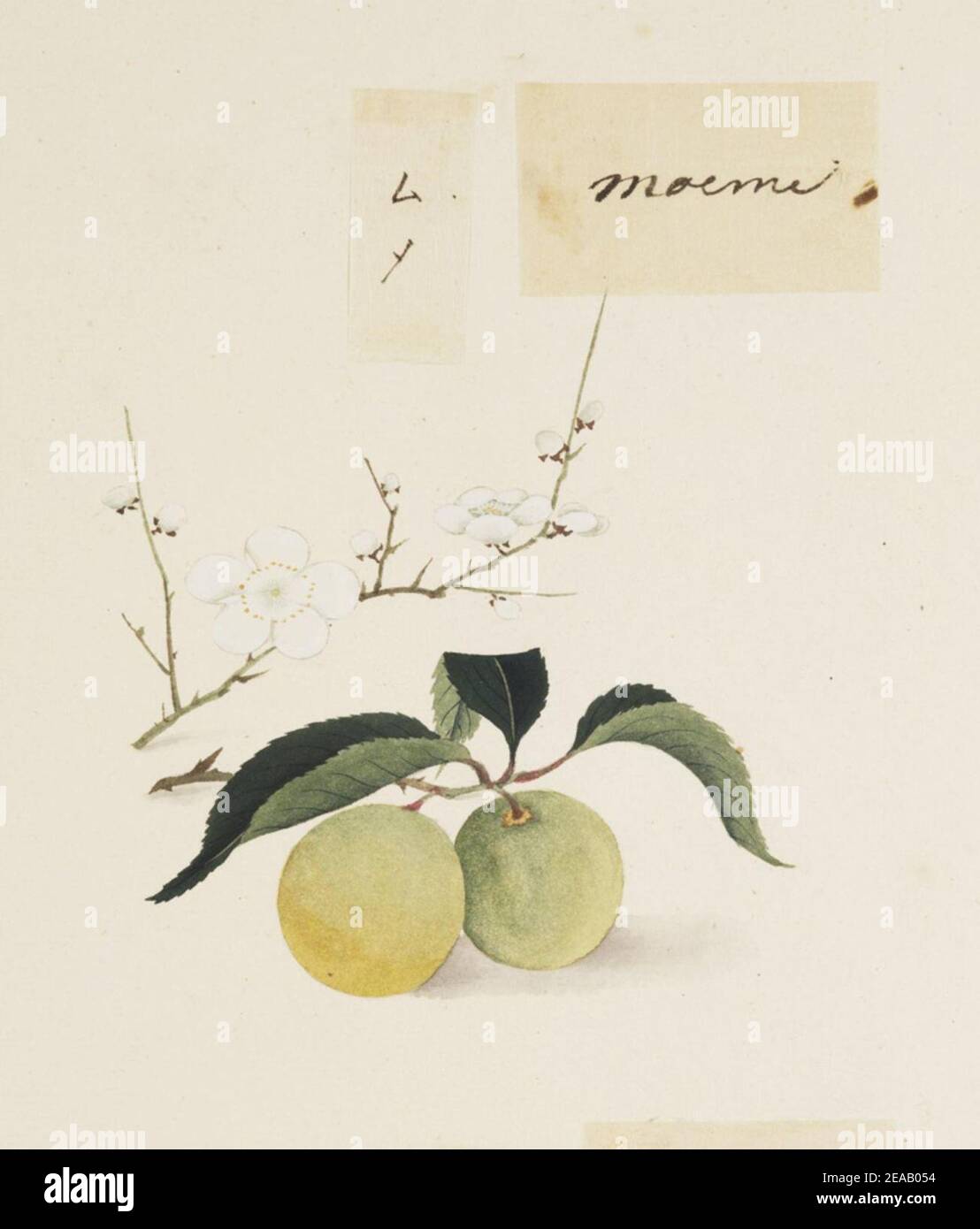 .645 - Prunus mume - Kawahara Keiga - 1823 - 1829 - pencil drawing ...