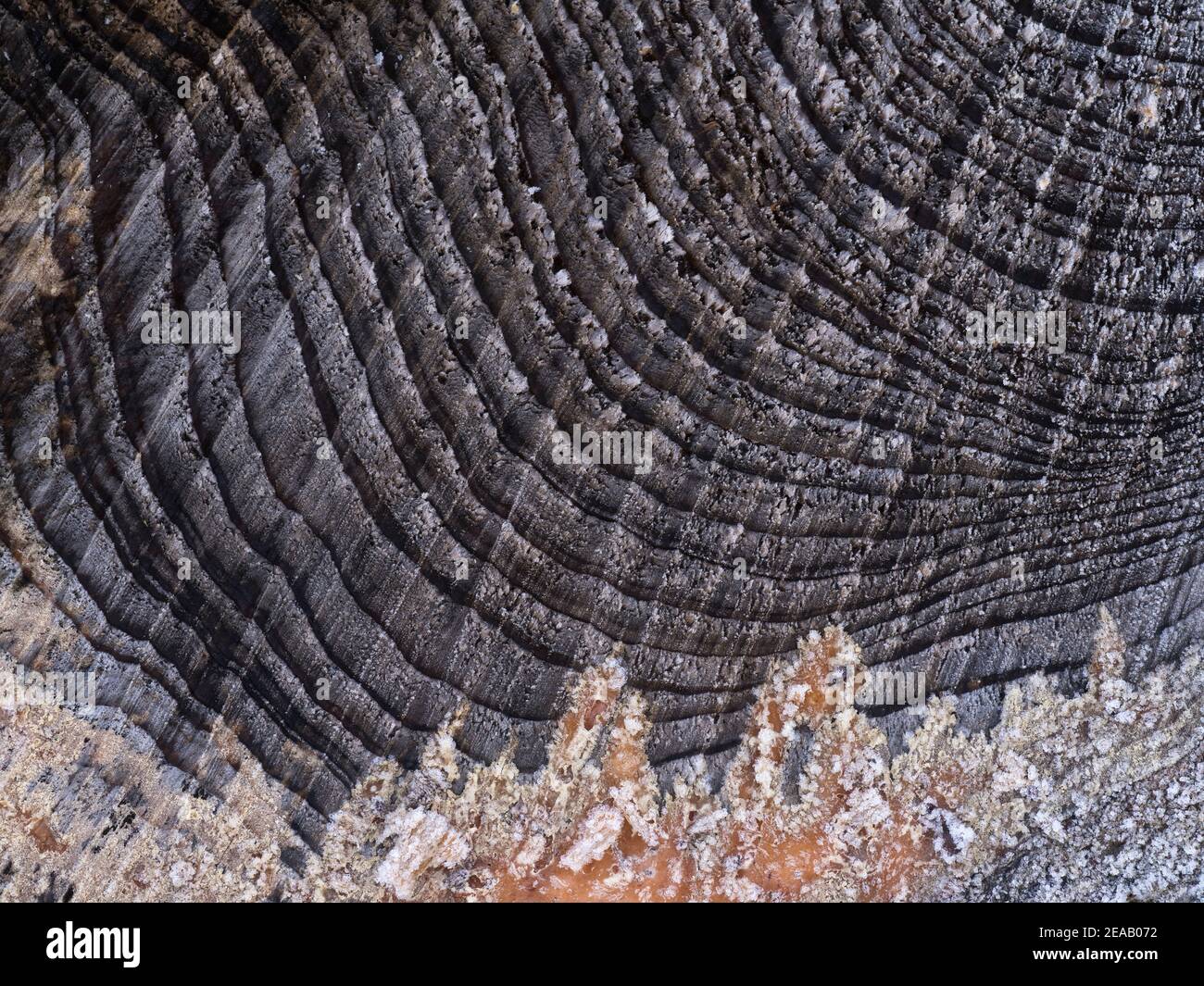 Tree rings cut out hi-res stock photography and images - Alamy