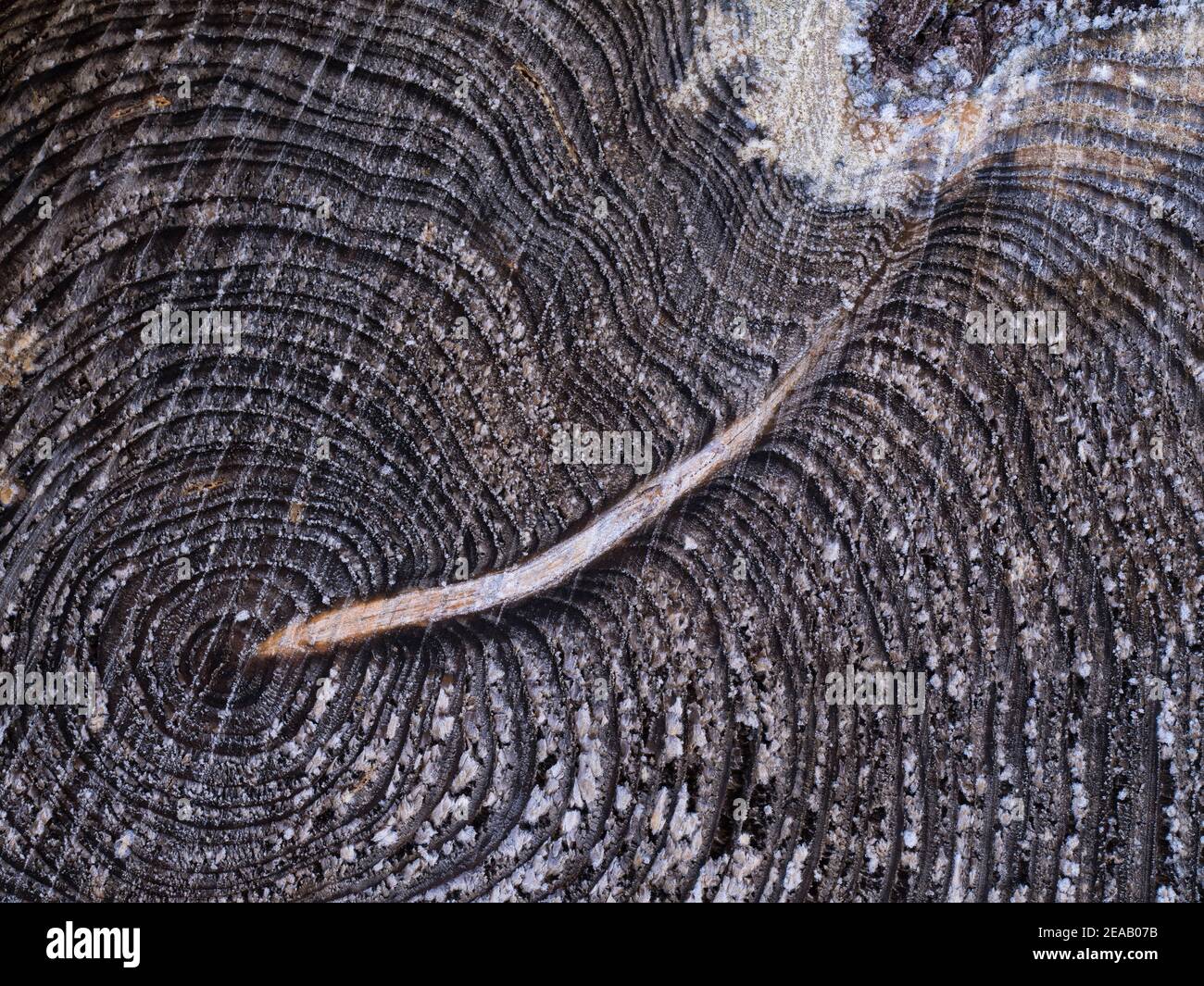 Annual rings spruce tree hi-res stock photography and images - Alamy