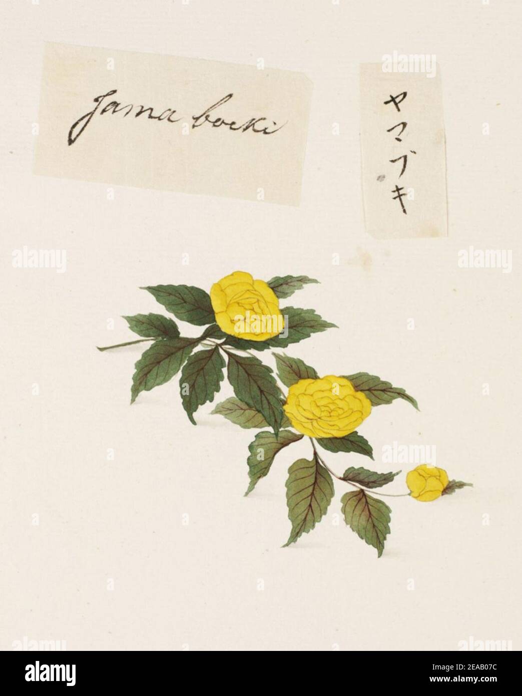 .681 - Kerria japonica - Kawahara Keiga - 1823 - 1829 - pencil drawing ...