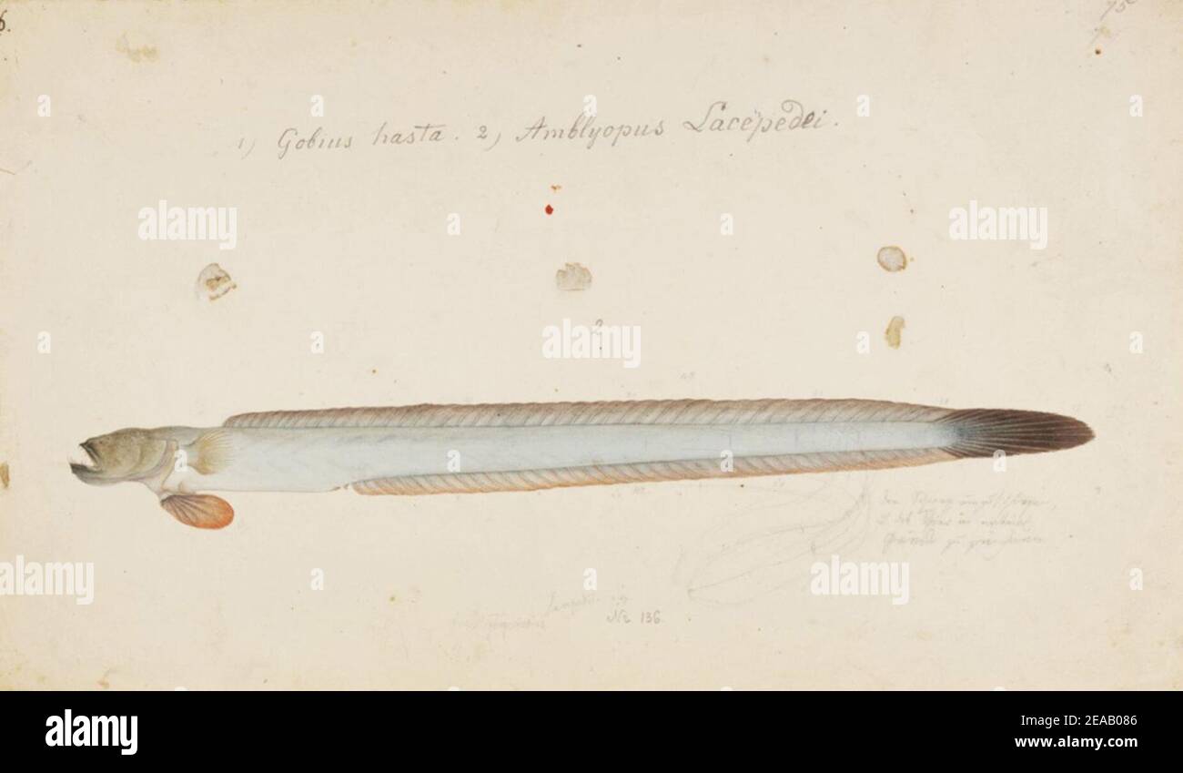 .782 - Taenioides rubicundus Hamilton - Kawahara Keiga - 1823 - 1829 ...