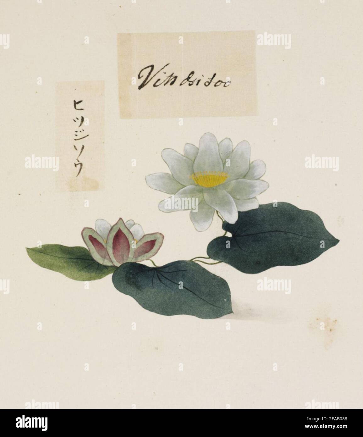 .761 - Nymphaea tetragona - Kawahara Keiga - 1823 - 1829 - pencil ...