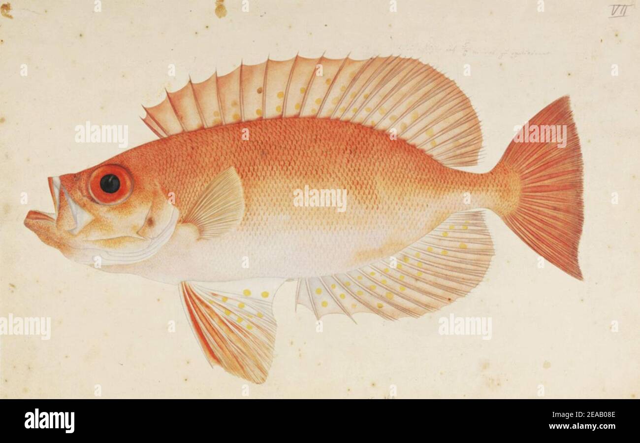 .781 - Priacanthus macracanthus Cuvier - Kawahara Keiga - 1823 - 1829 ...