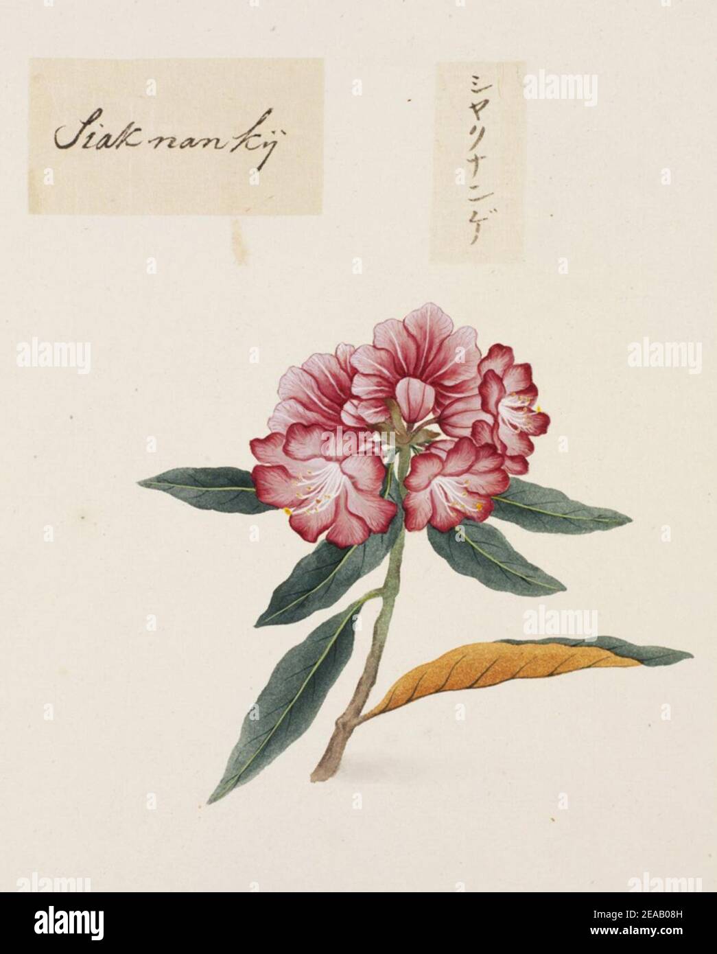 .809 - Rhododendron metternichii - Kawahara Keiga - 1823 - 1829 ...