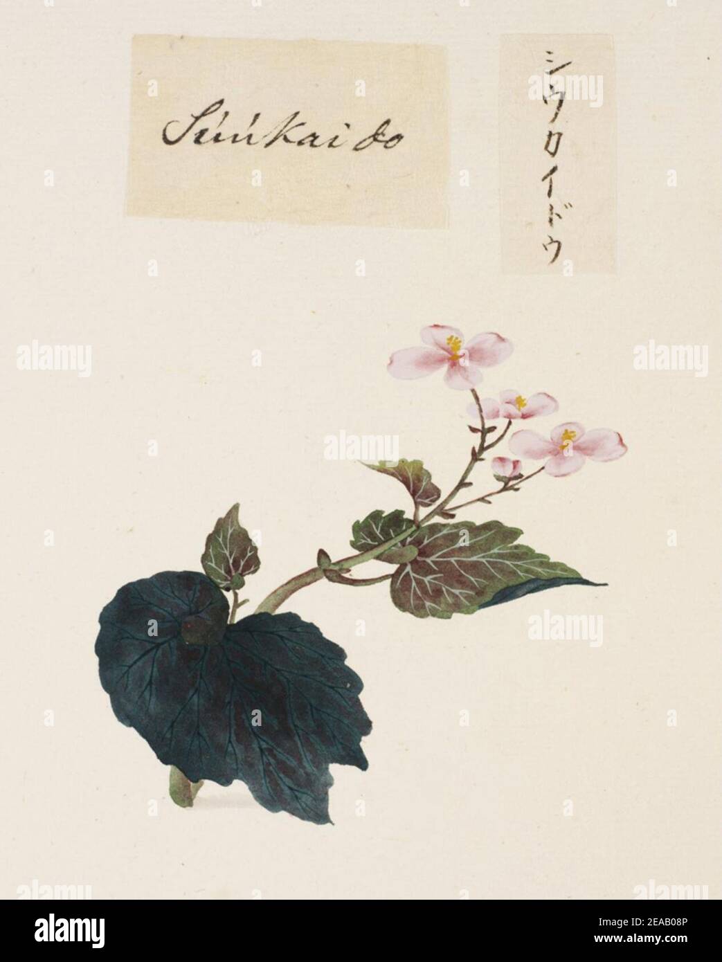 .680 - Begonia evansiana - Kawahara Keiga - 1823 - 1829 - pencil ...