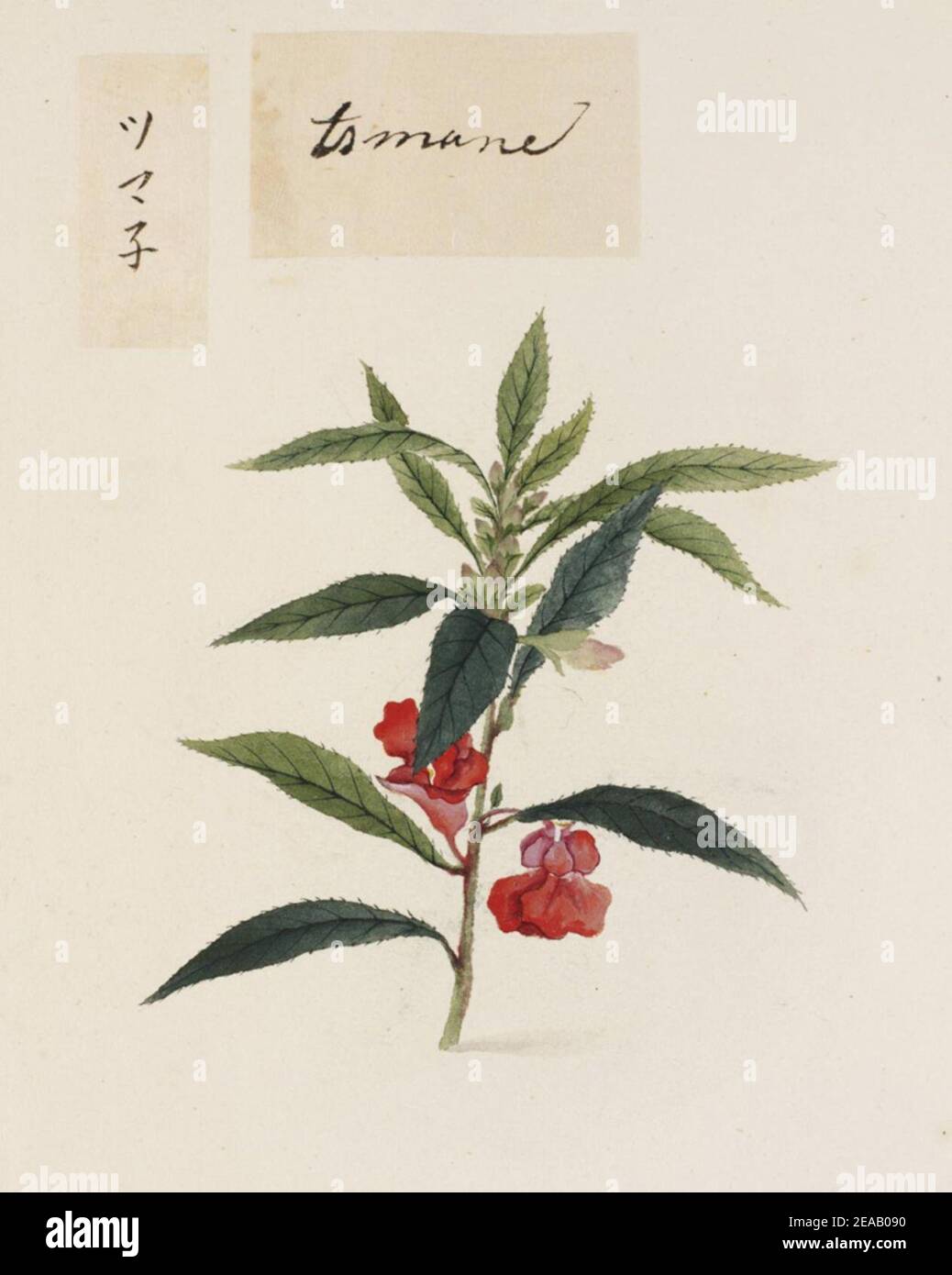 .753 - Impatiens balsamina - Kawahara Keiga - 1823 - 1829 - pencil ...