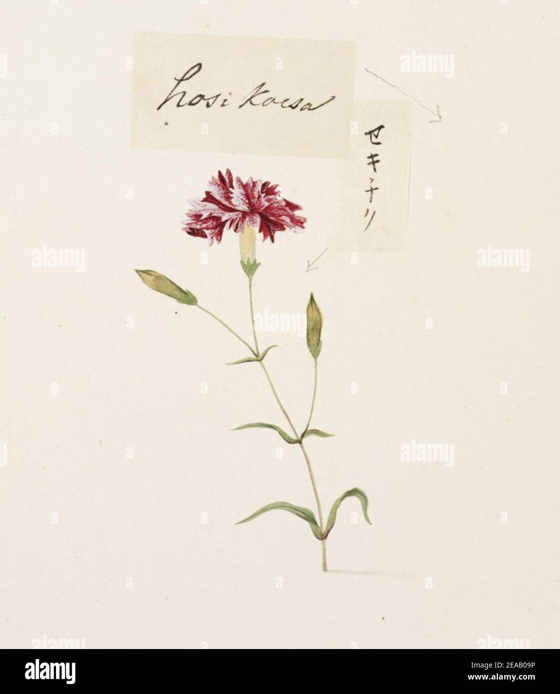 .756 - Dianthus caryophyllus - Kawahara Keiga - 1823 - 1829 - pencil ...