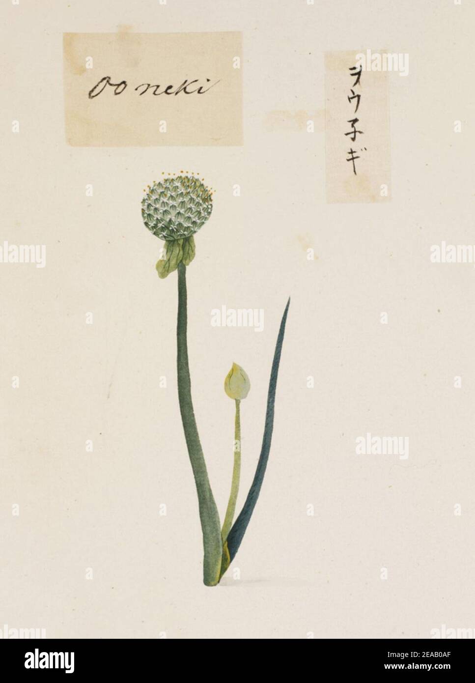 Scallion drawing hi-res stock photography and images - Alamy