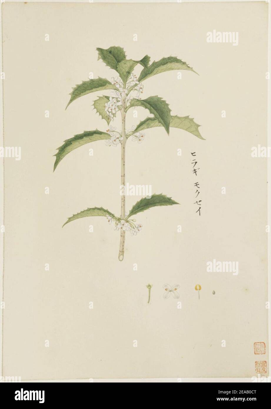 .889 - Osmanthus x fortunei - Kawahara Keiga - 1823 - 1829 - pencil ...