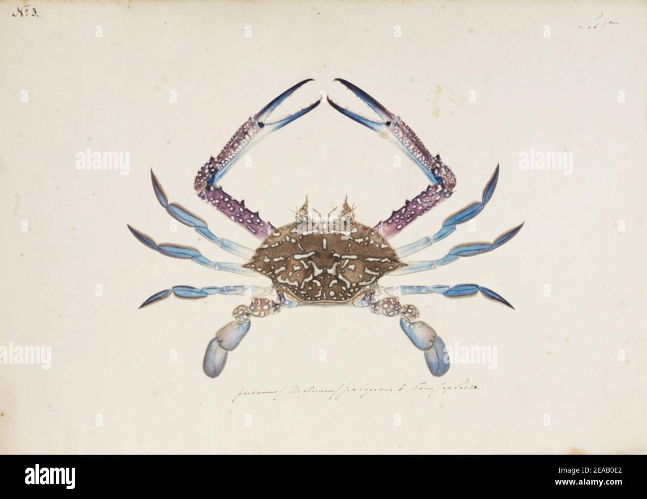 .867 - Portunus pelagicus (Linnaeus) - Kawahara Keiga - 1823 - 1829 ...