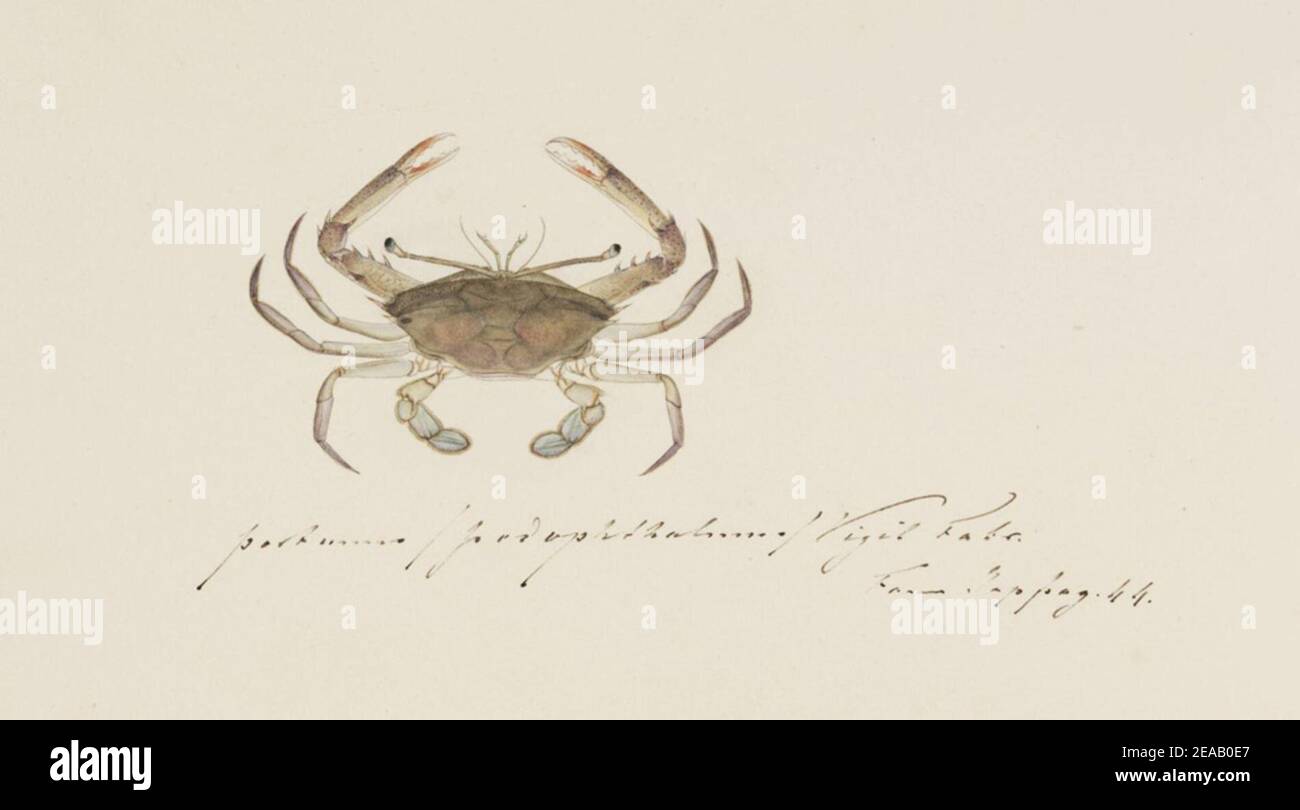 .871 - Podophthalmus vigil - Kawahara Keiga - 1823 - 1829 - pencil ...