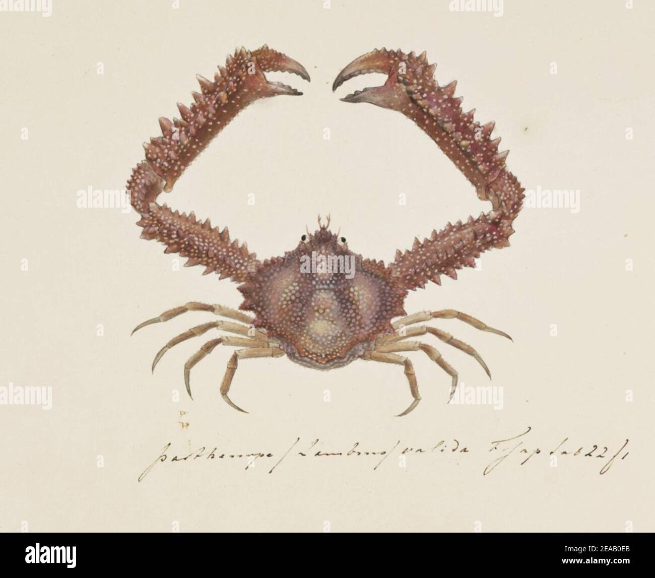 .881 - Parthenope valida - Kawahara Keiga - 1823 - 1829 - pencil ...