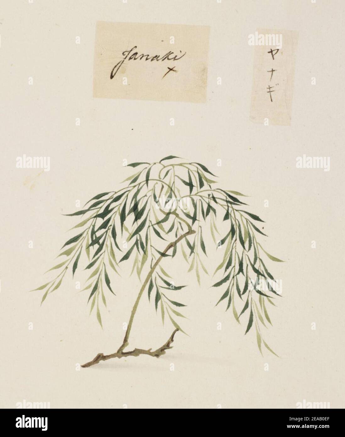 .842 - Salix - Kawahara Keiga - 1823 - 1829 - pencil drawing - water ...