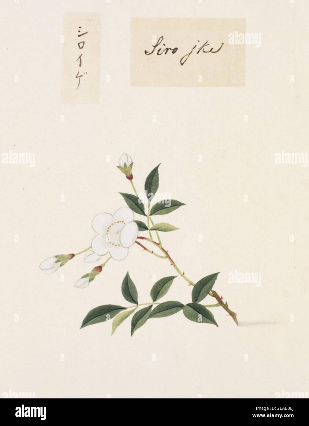 .823 - Rosa multiflora - Kawahara Keiga - 1823 - 1829 - pencil drawing ...
