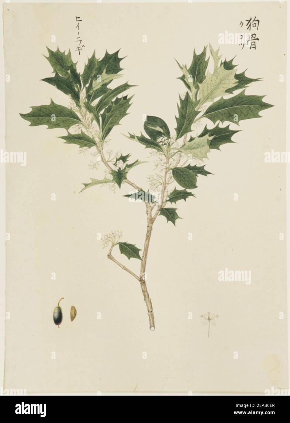 .888 - Osmanthus heterophyllus - Kawahara Keiga - 1823 - 1829 - pencil ...