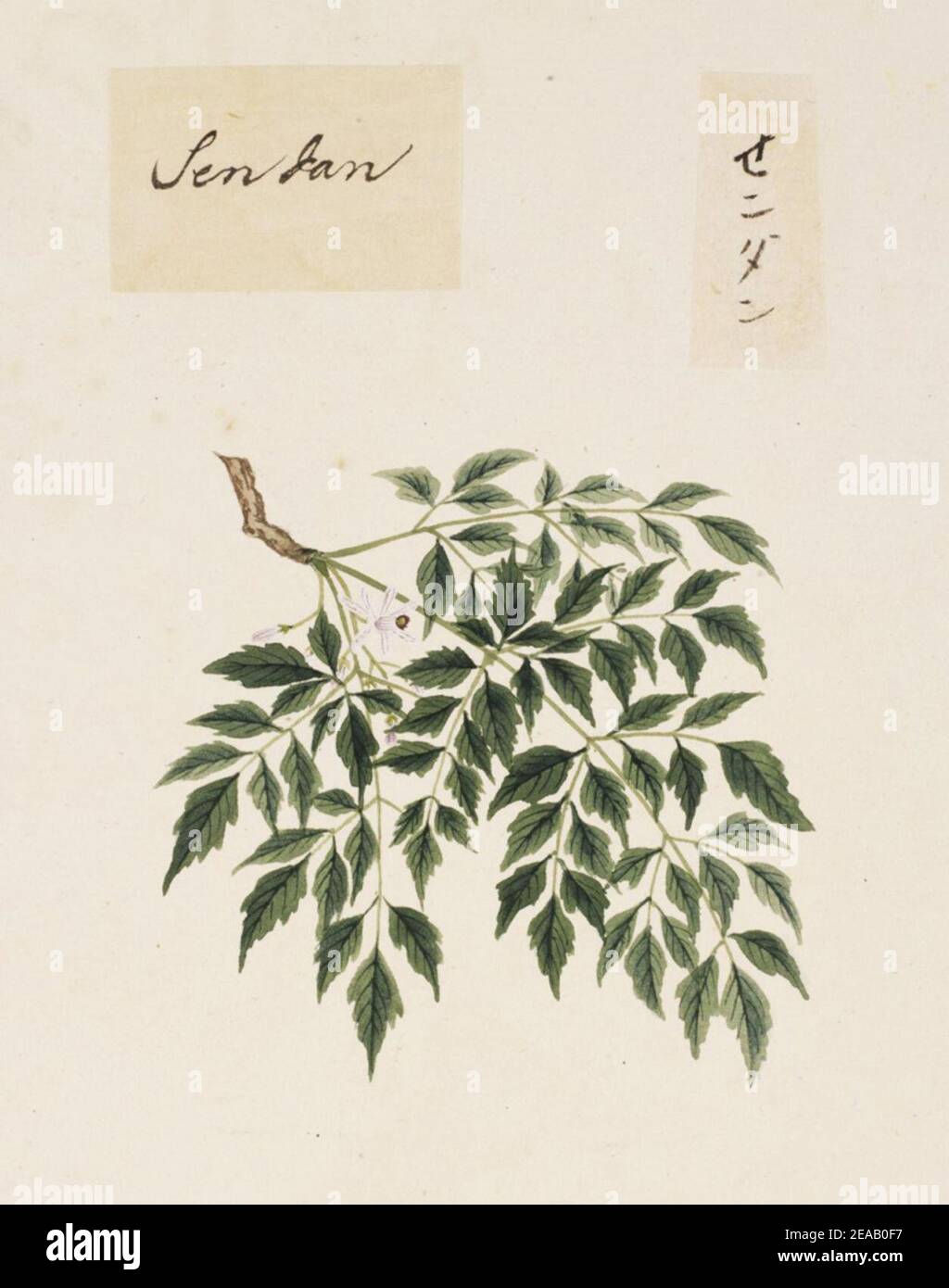.832 - Melia azedarach L. - Kawahara Keiga - 1823 - 1829 - pencil ...