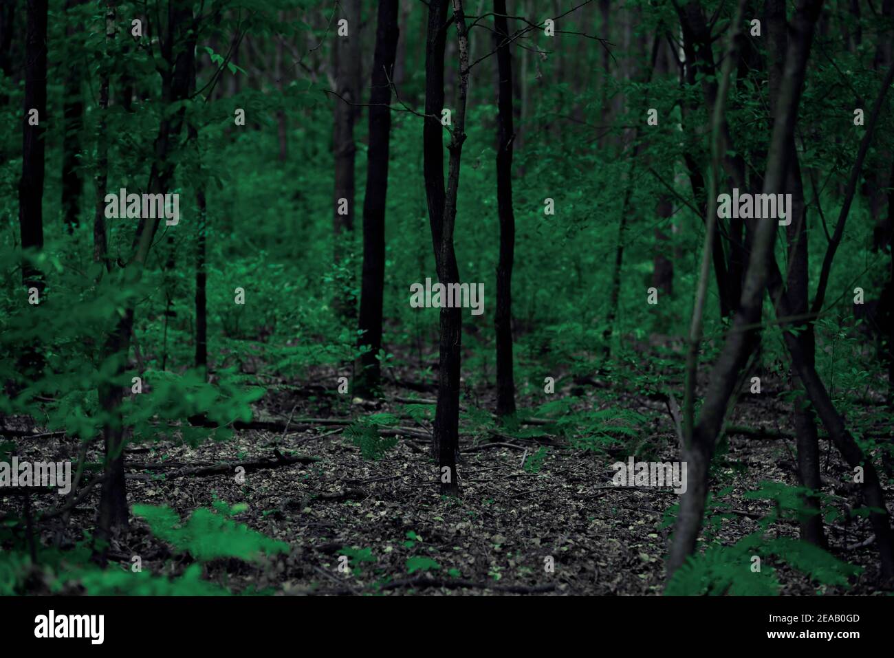 Selective colour selective color hi-res stock photography and images ...