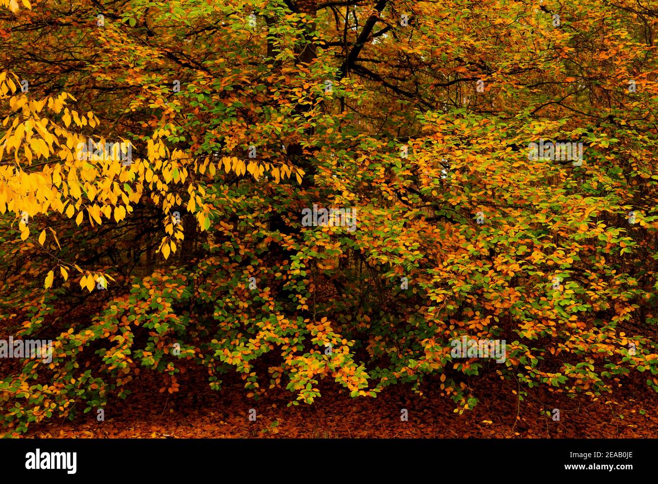 Large tree in autumn in Germany, leaves with autumn colours Stock Photo ...