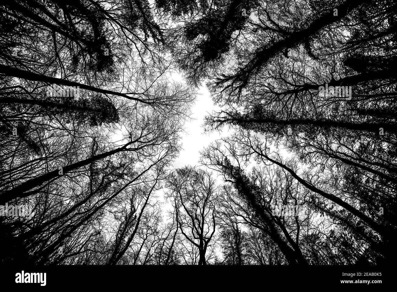 Oak forest in Winter, with a view of the bottom of the tree canopy ...
