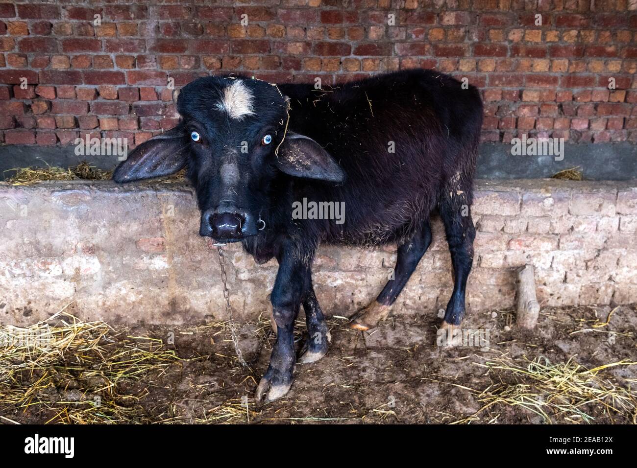 Taking care of the cattle, Rural Life, Punjab, Pakistan Stock Photo - Alamy