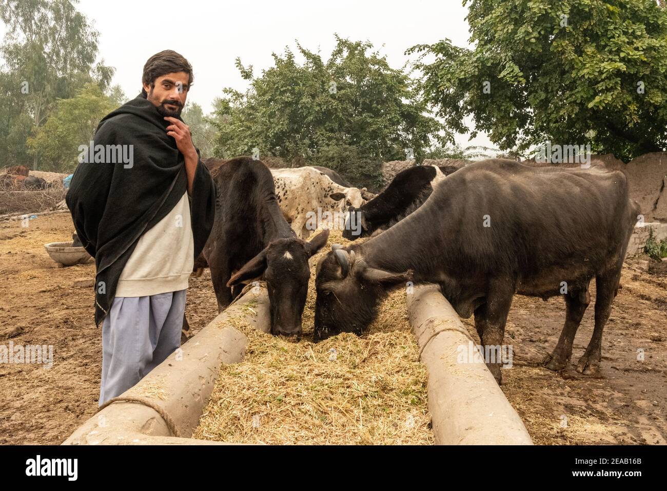 Rural serenity young cattle hi-res stock photography and images - Alamy