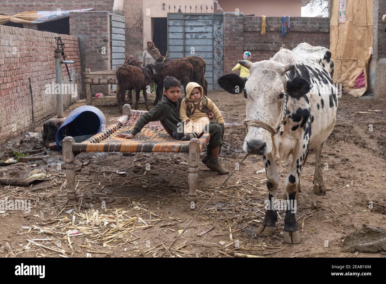 Pakistan farming hi-res stock photography and images - Alamy