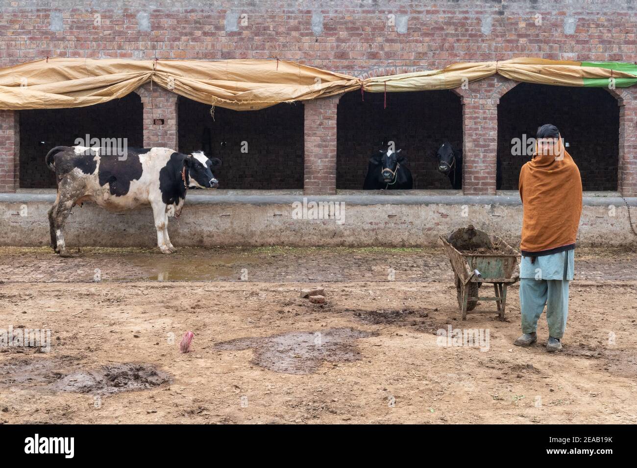 Taking care of the cattle, Rural Life, Punjab, Pakistan Stock Photo - Alamy