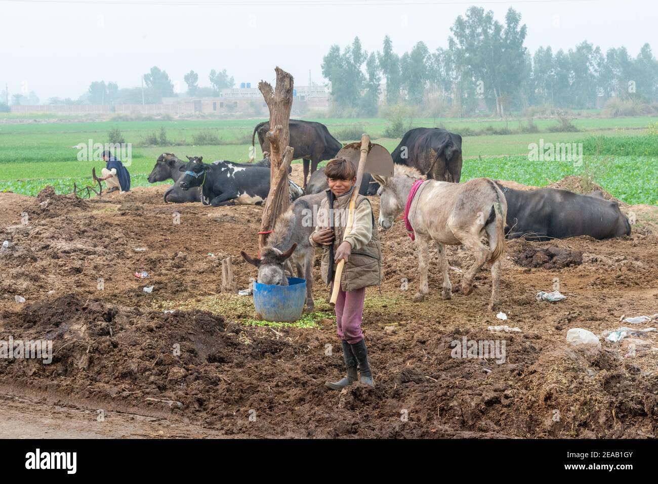 Pakistan farming hi-res stock photography and images - Alamy