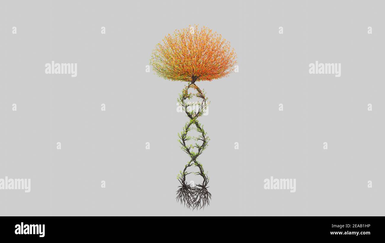 Tree in a shape of a DNA chain. Seasonal transition on white background ...