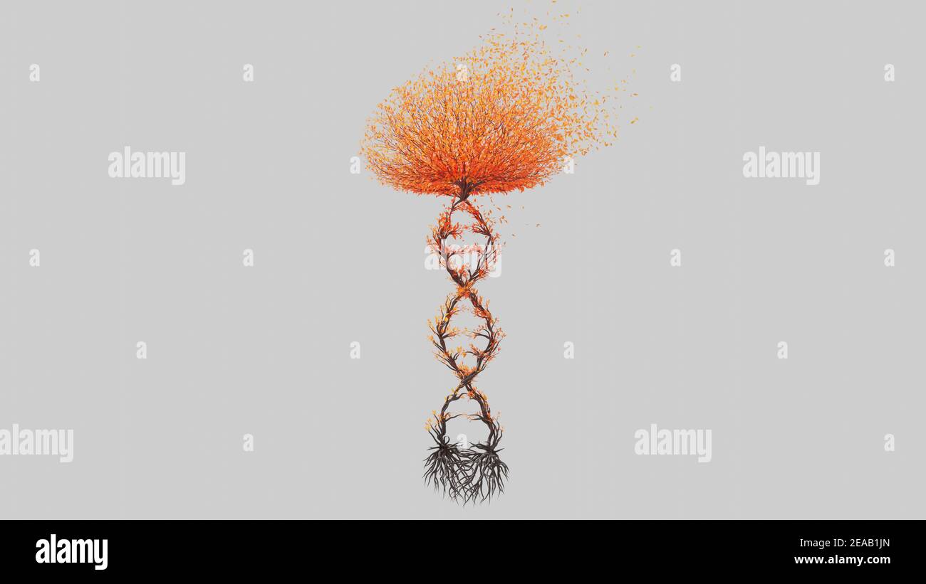 Tree in a shape of a DNA chain. Seasonal transition on white background ...