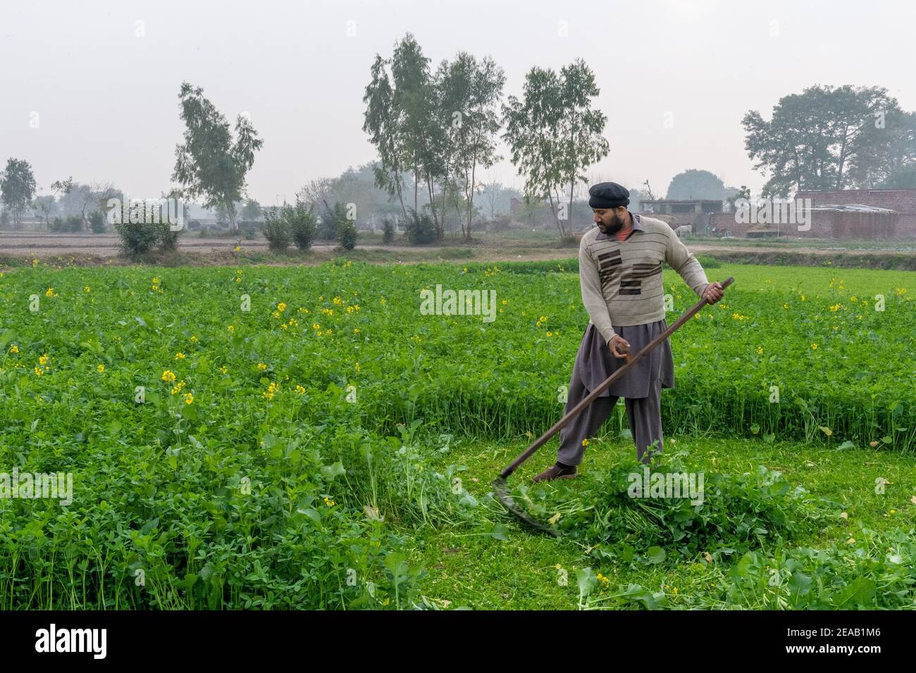 Harvesting fields, Rural Life, Punjab, Pakistan Stock Photo - Alamy