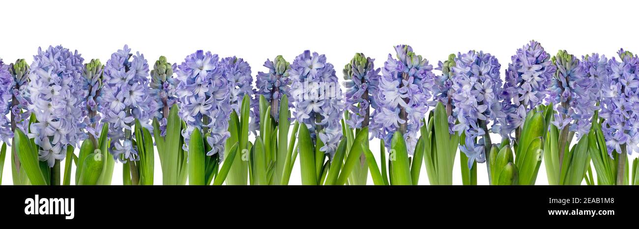 Purple hyacinth flowers border isolated on white. Hyacinthus horizontal ...