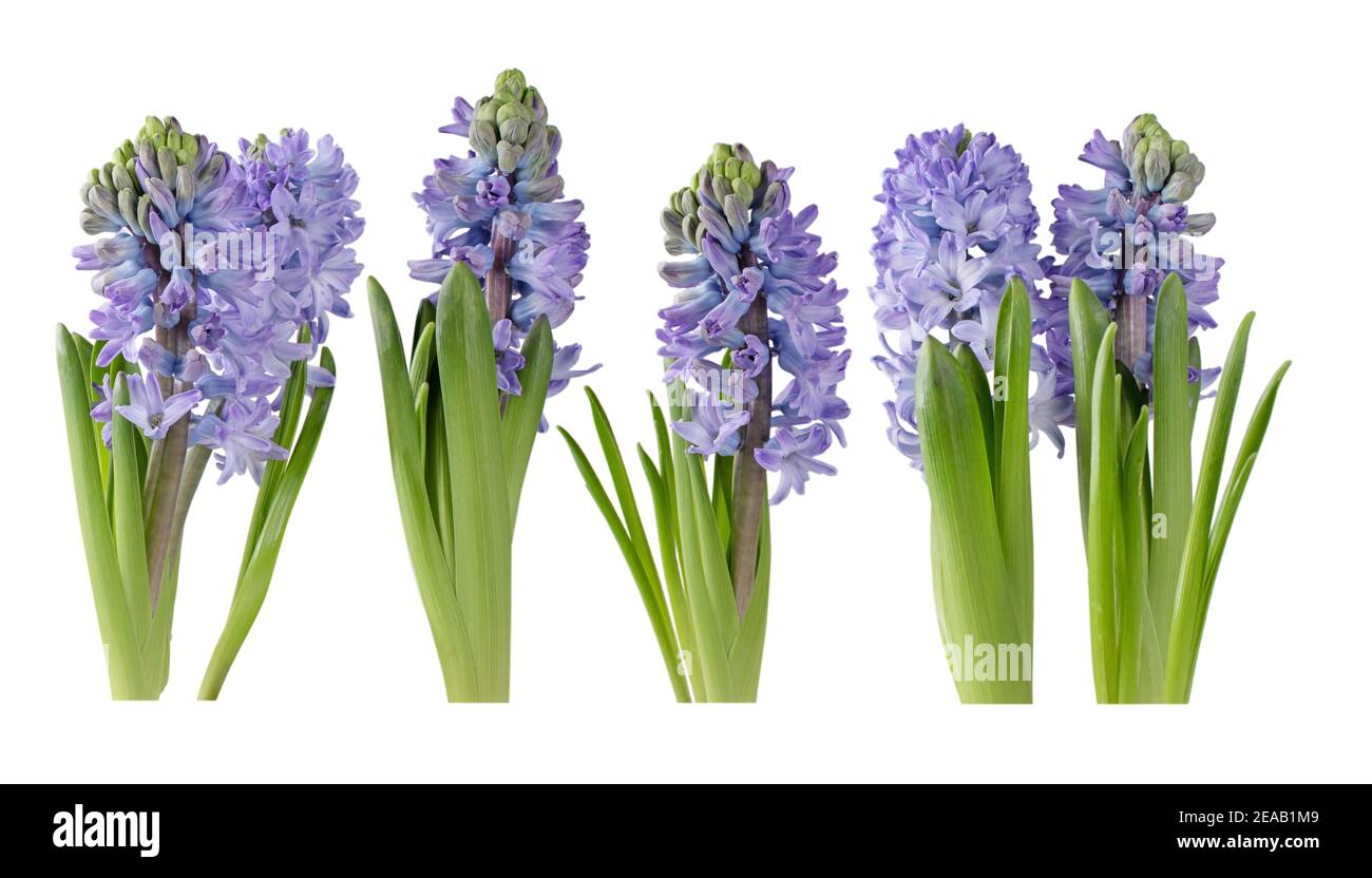 Purple hyacinth flowers and buds with leaves isolated on white ...