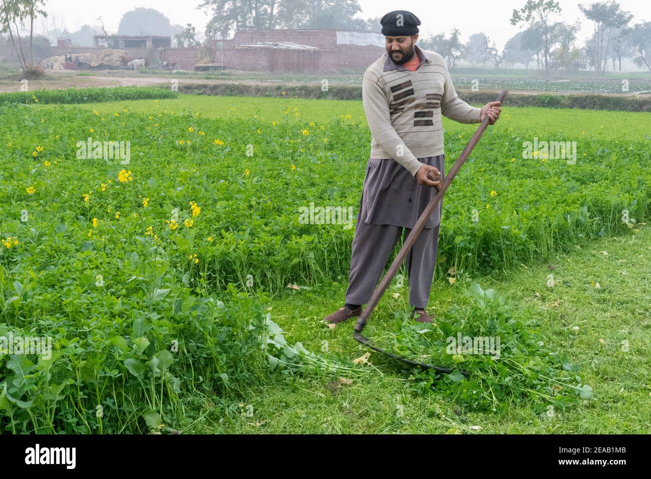 Harvesting fields, Rural Life, Punjab, Pakistan Stock Photo - Alamy