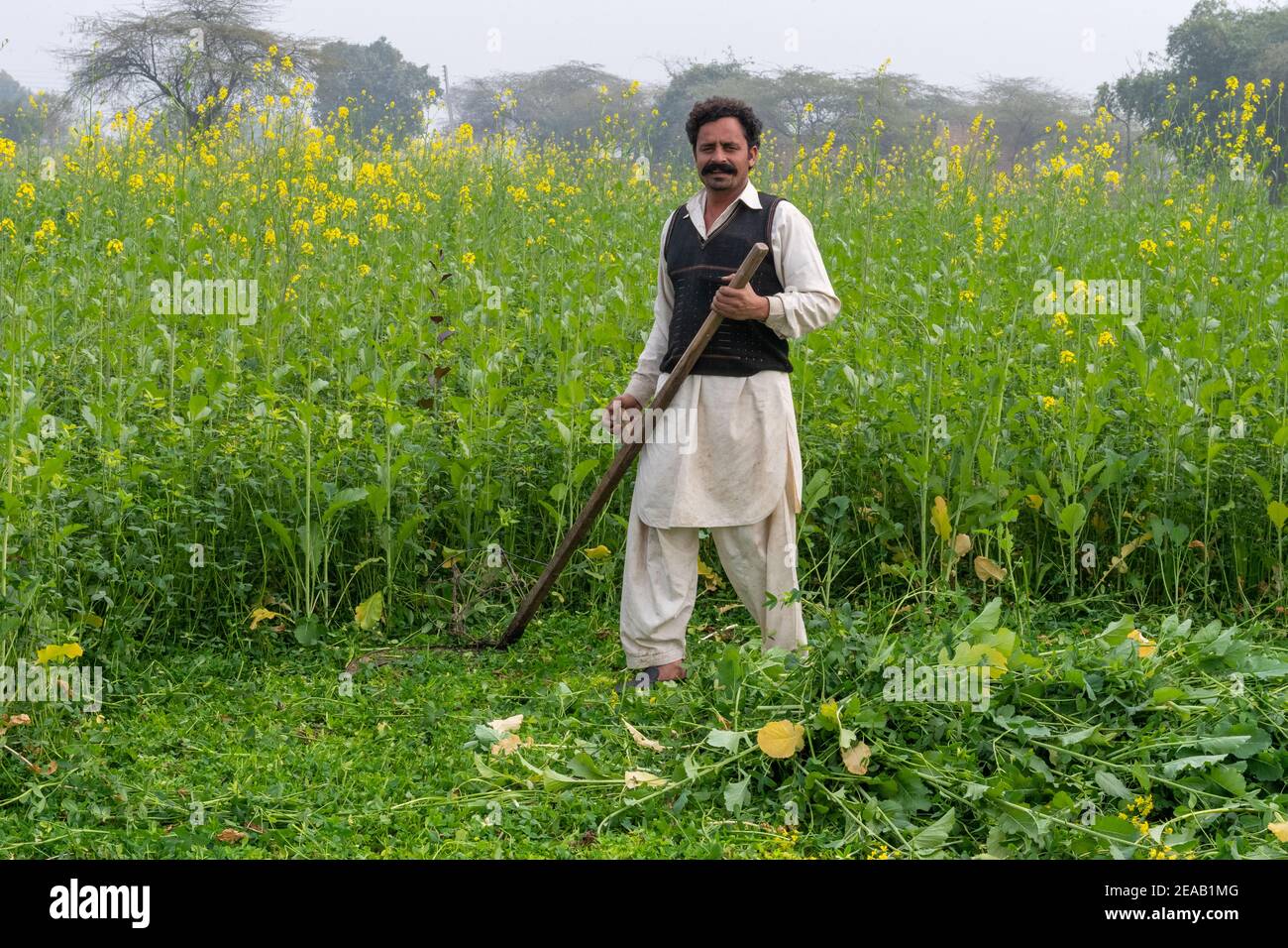 Harvesting fields, Rural Life, Punjab, Pakistan Stock Photo - Alamy