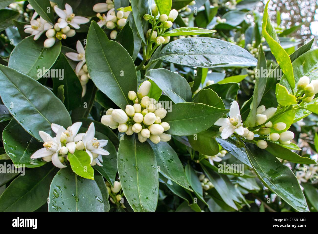 Orange tree flowers buds dark hi-res stock photography and images - Alamy